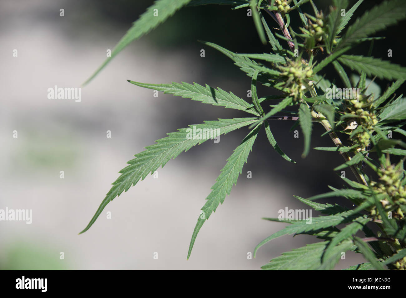 Hanfgewchs hi-res stock photography and images - Alamy