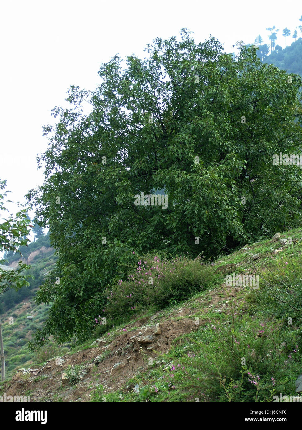 Land, Agriculture,Walnut Acrut, Walnut In Shell (Akhrot), Akhrot ...