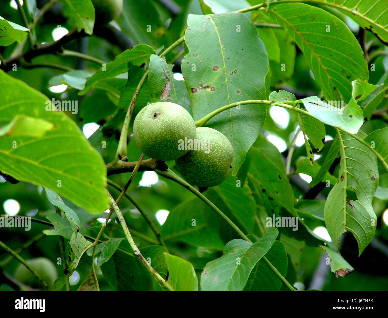 Land, Agriculture,Walnut Acrut, Walnut In Shell (Akhrot), Akhrot ...