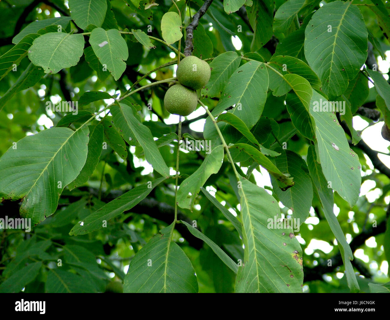 Akhrot hi-res stock photography and images - Alamy