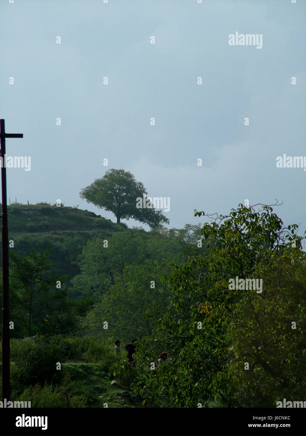 Walnut Acrut, Walnut In Shell (Akhrot), Akhrot (Juglans Regia), Walnut ...