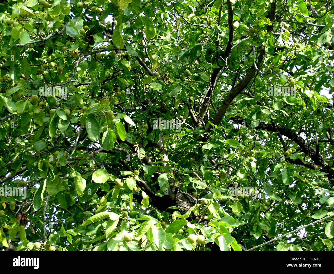 Akhrot hi-res stock photography and images - Alamy