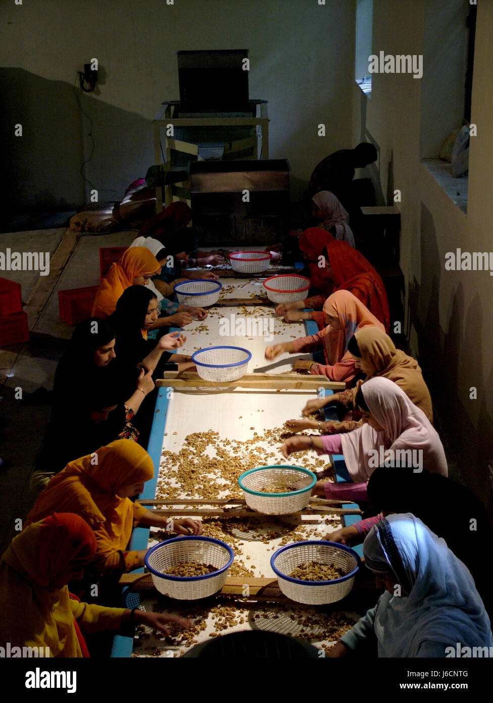 Kashmiri Women Labour at Walnut production unit, factory Srinagar ...