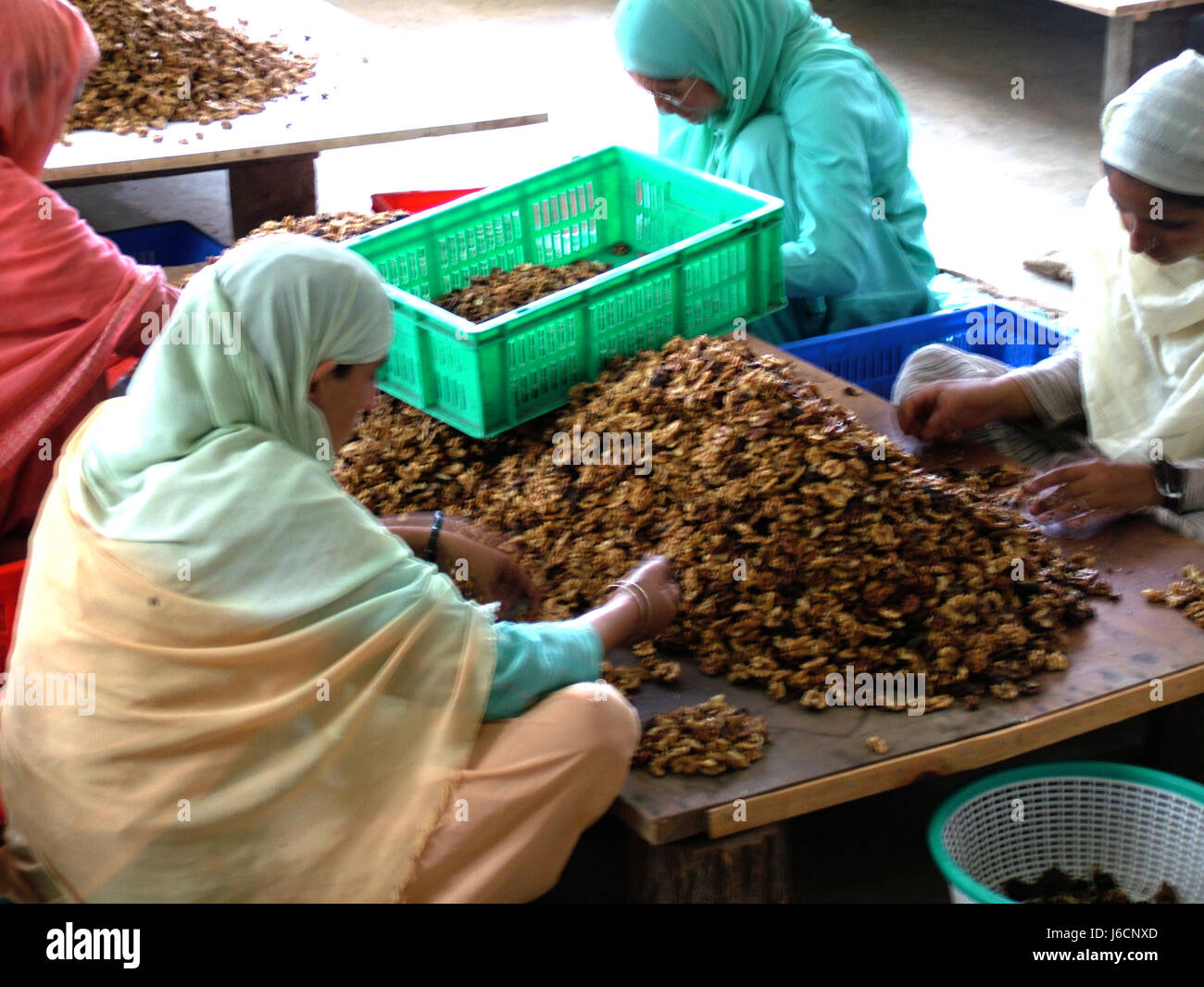 Kashmiri Women Labour at Walnut production unit, factory Srinagar ...