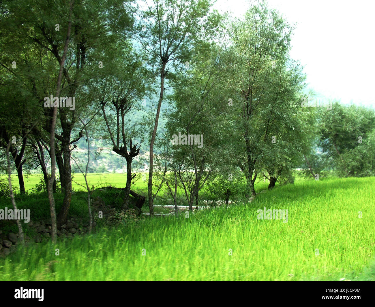Agricultural photos rice hi-res stock photography and images - Alamy