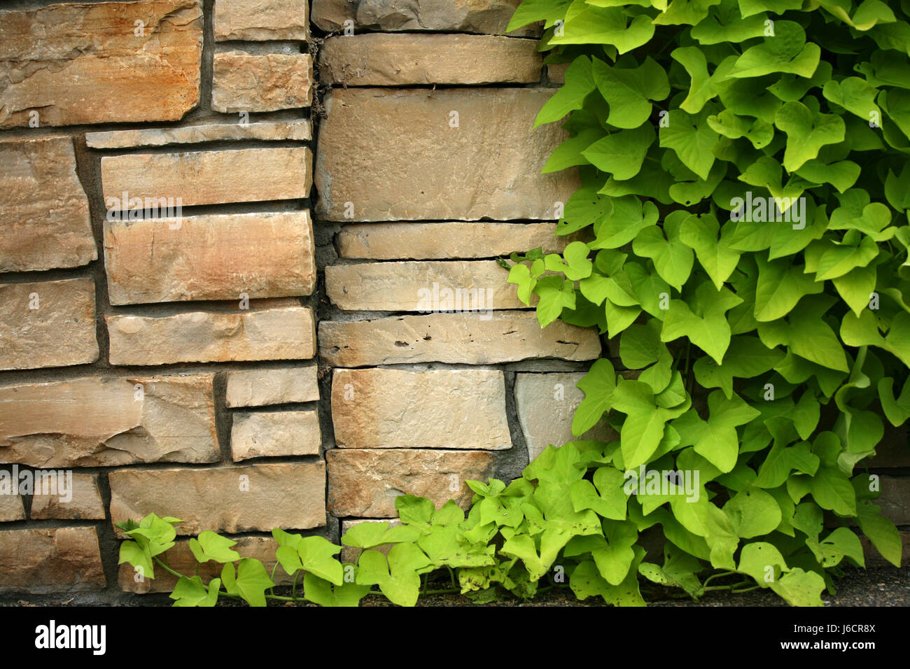 stone rock wall beige masonry stack mortar sandy vine grape vine grape ...