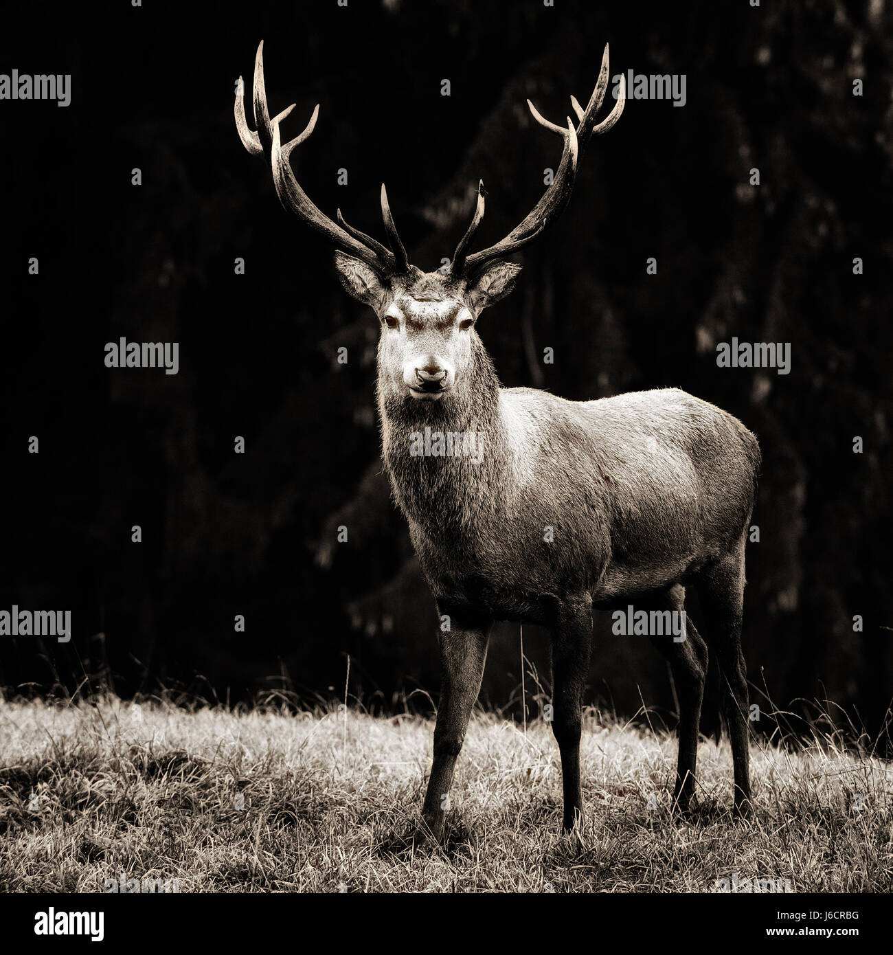 animal wild black swarthy jetblack deep black blank european caucasian ...