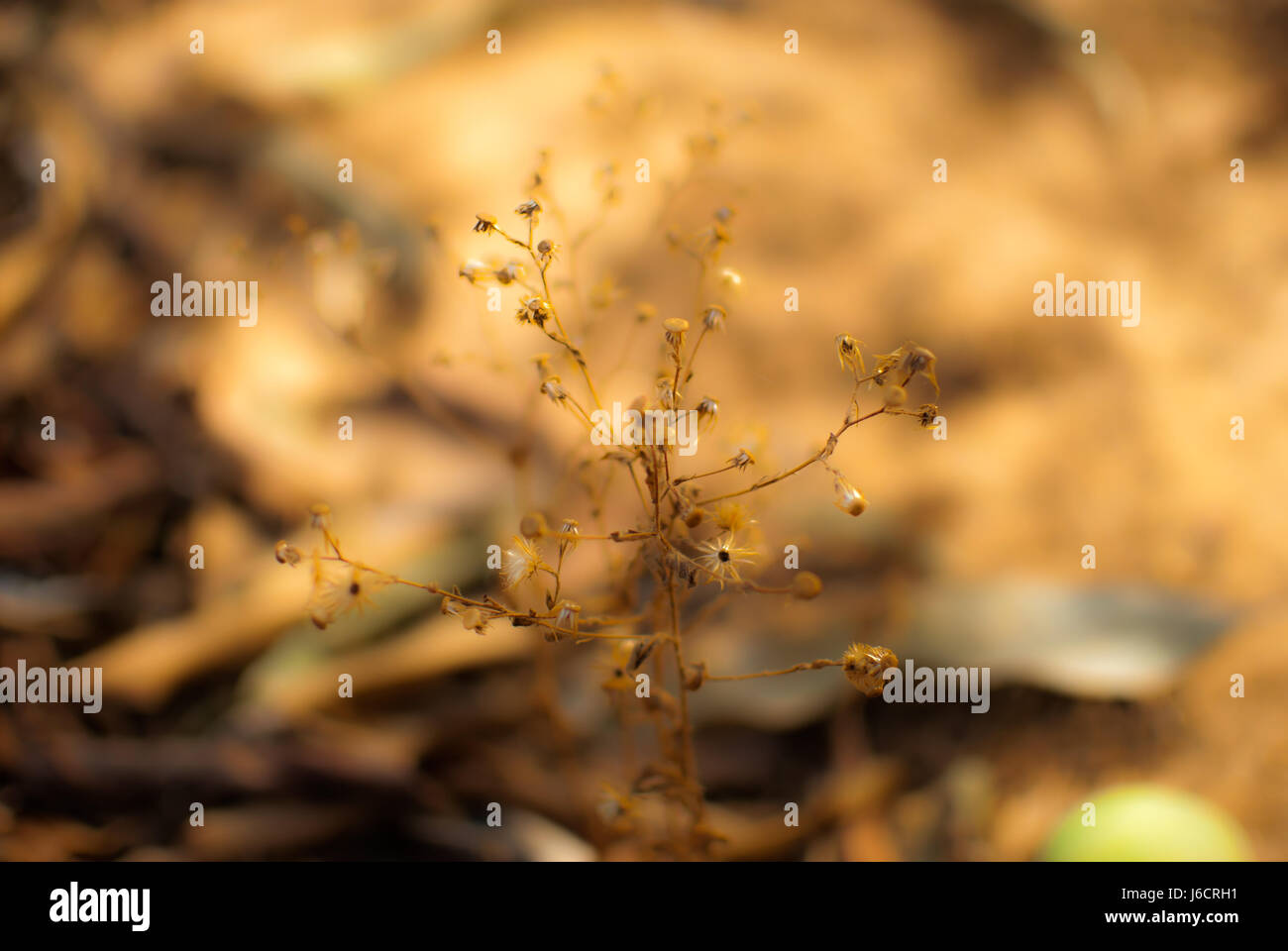 Wilted plant hi-res stock photography and images - Alamy