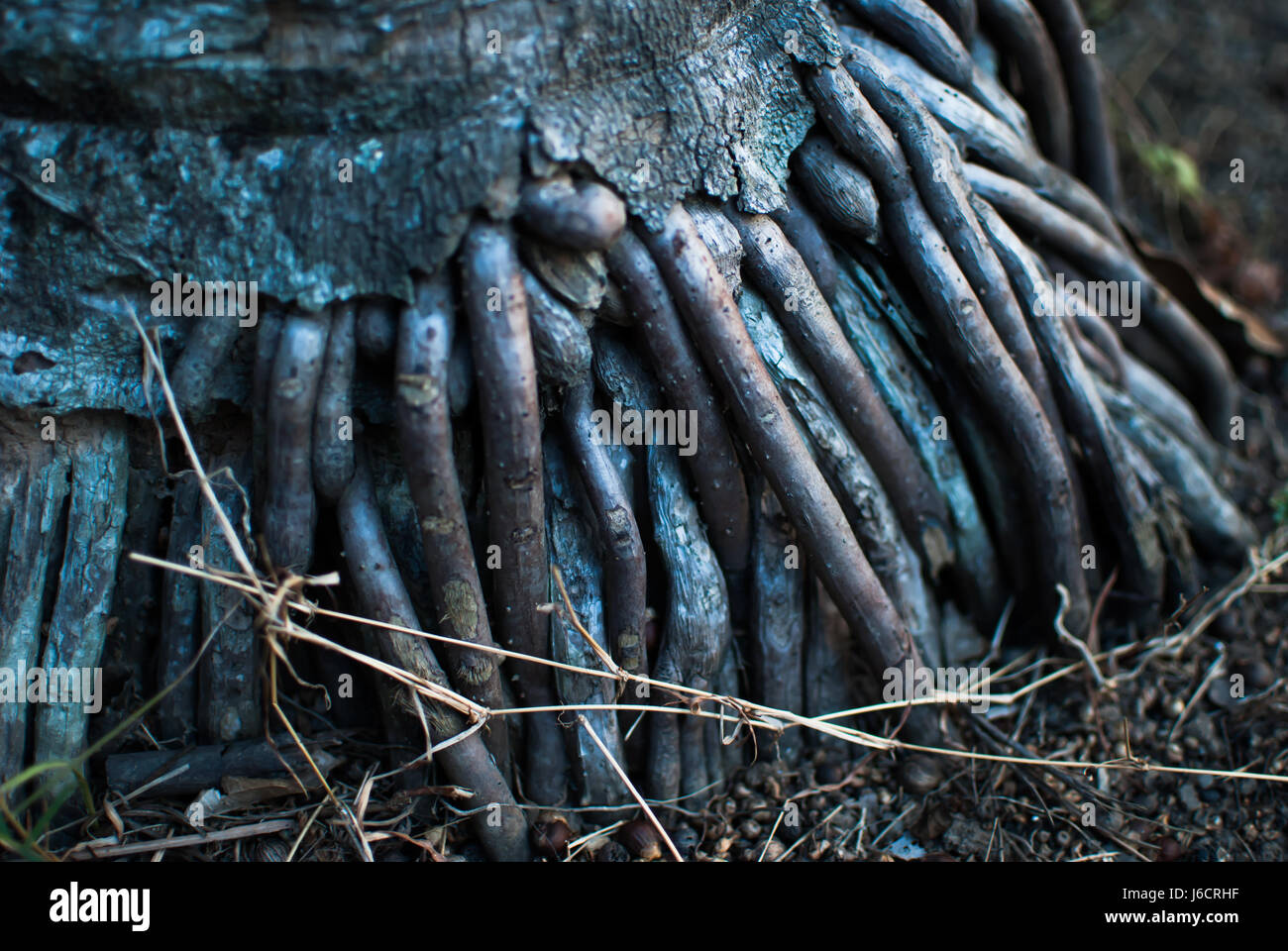 Close-Up Of Tree Roots Stock Photo - Alamy