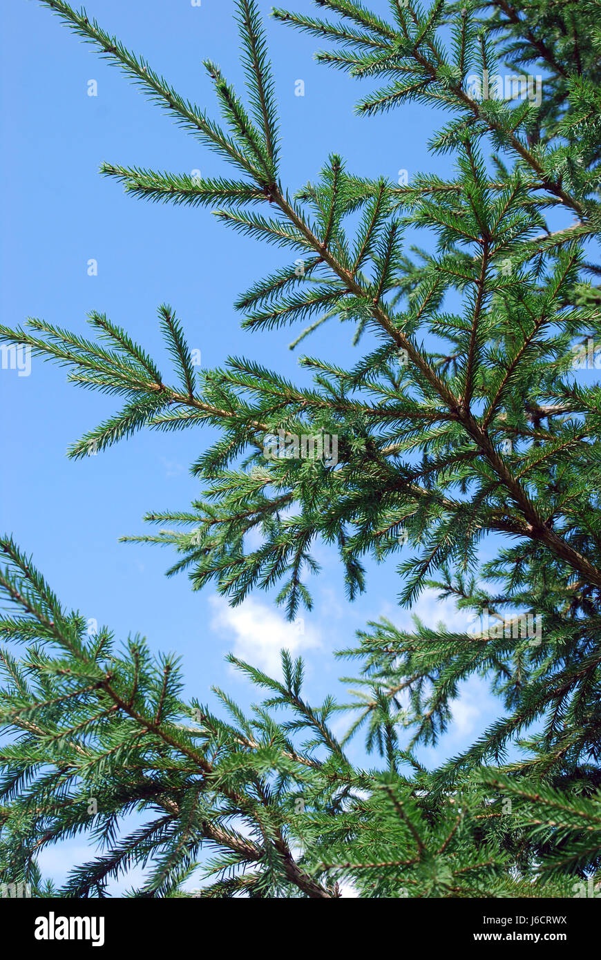 branch evergreen fir conifer needle spruce lawn green blue tree wild ...