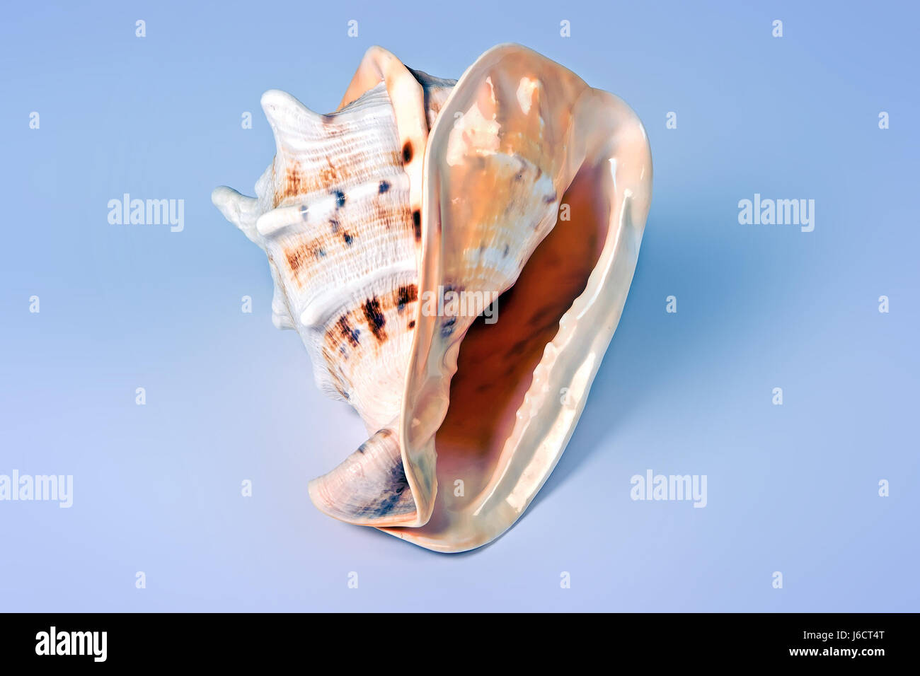 blue isolated shell up on seashell salt water sea ocean water white ...