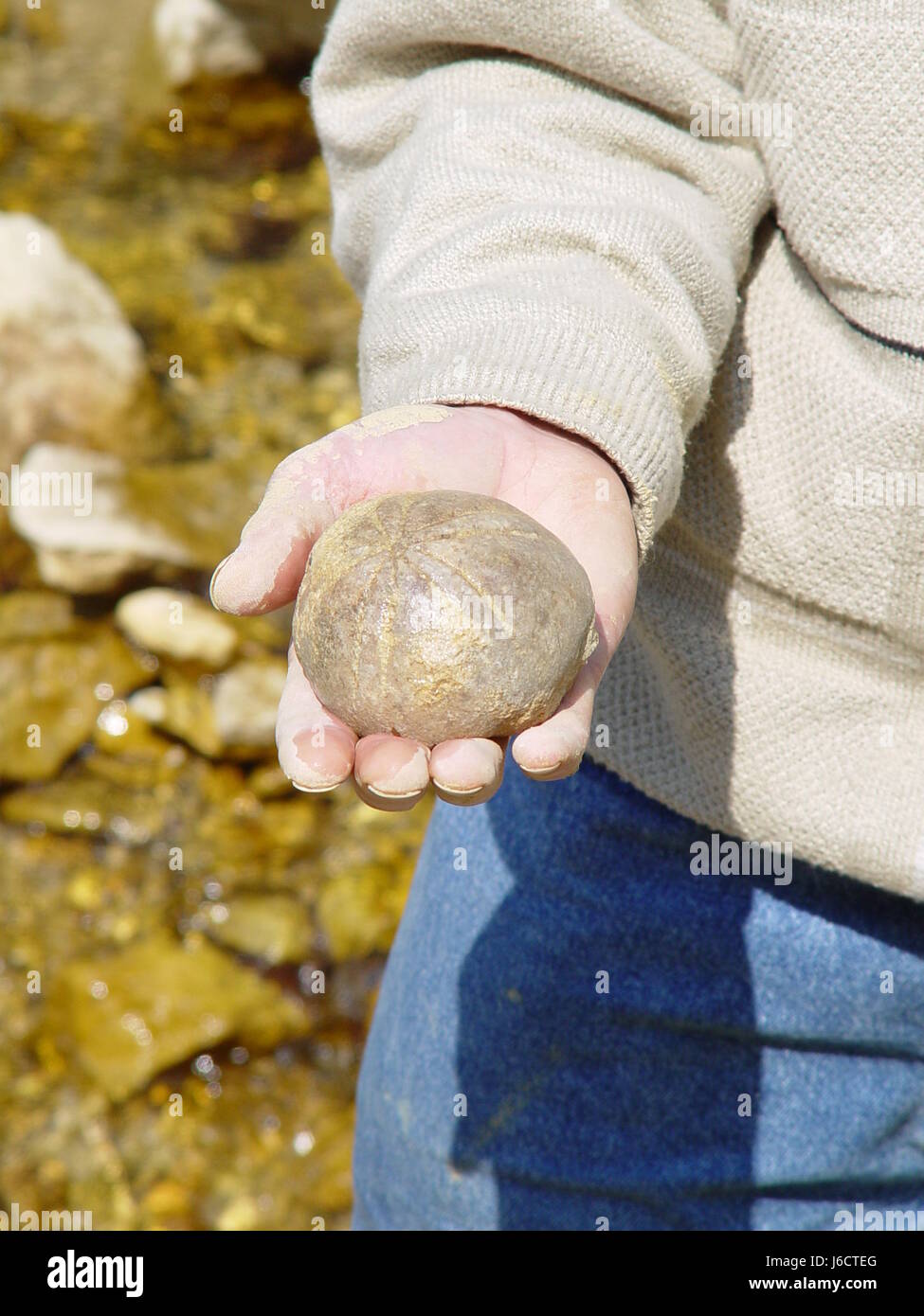 fossil romania ??urchins urchins sea urchin transylvania hand petrified ...