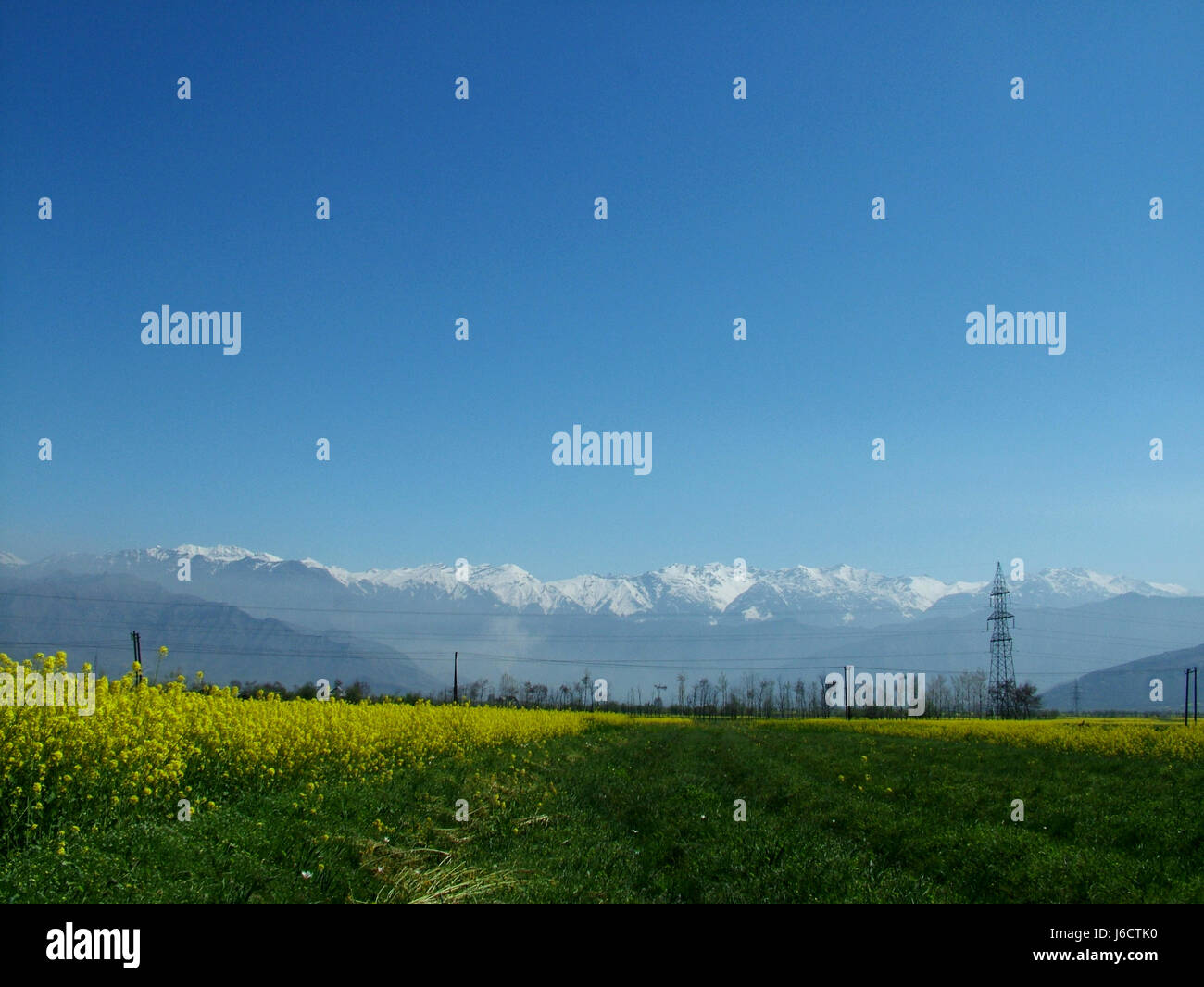 Mustard Fields In Srinagar, Kashmir, Himalaya, India, (Copyright © Saji ...