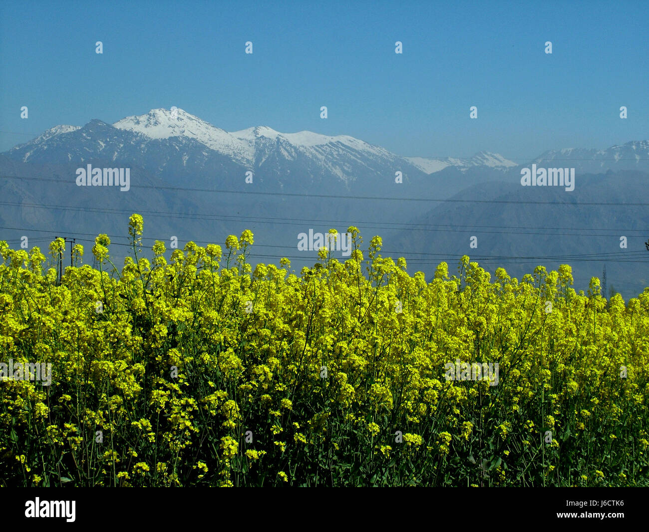 Mustard Fields In Srinagar, Kashmir, Himalaya, India, (Copyright © Saji ...