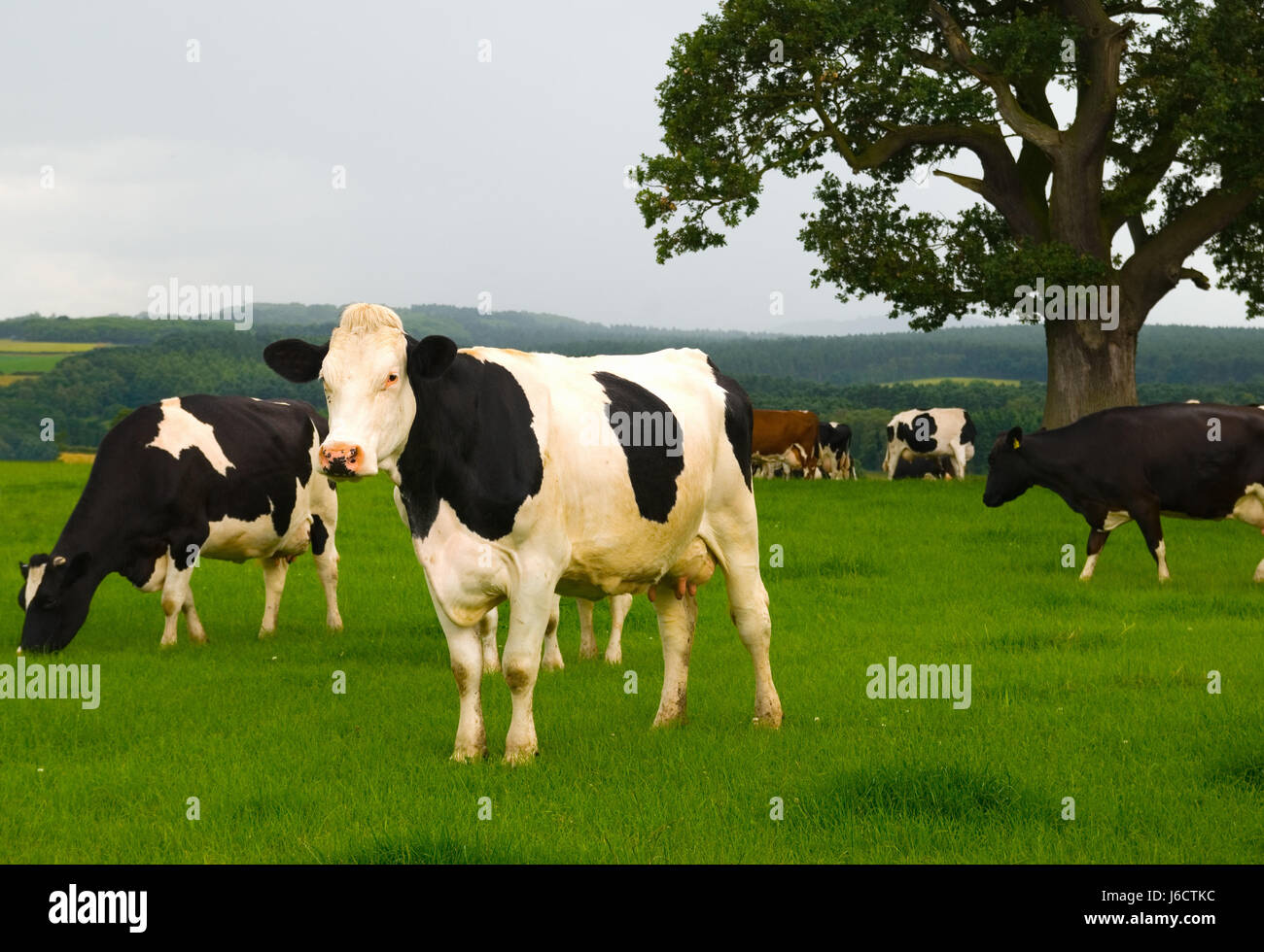 black swarthy jetblack deep black cows cattle dairy white blue female ...