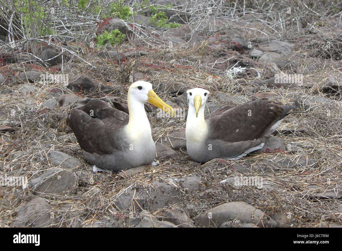 Albatross couple love hi-res stock photography and images - Alamy