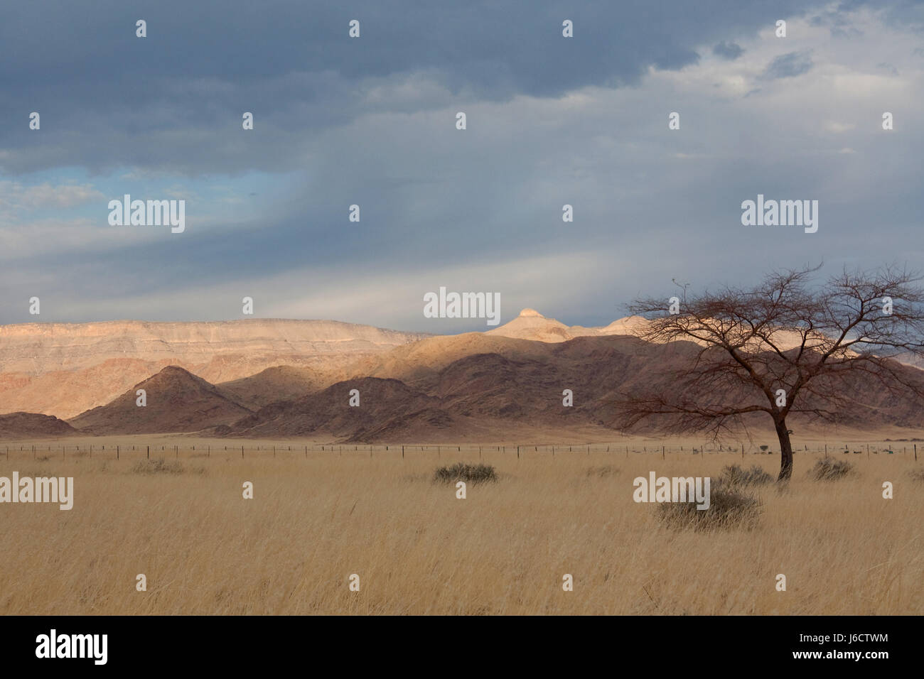 tree brown brownish brunette africa namibia field width shrub farm ...