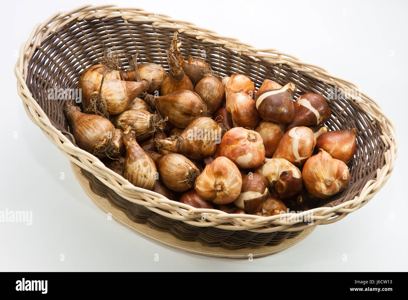 studio photography basket flower plant tulip onion daffodil bulb ...