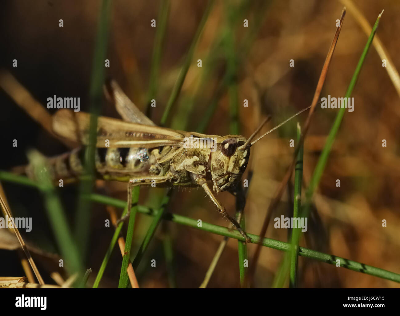 Insektem insects hi-res stock photography and images - Alamy