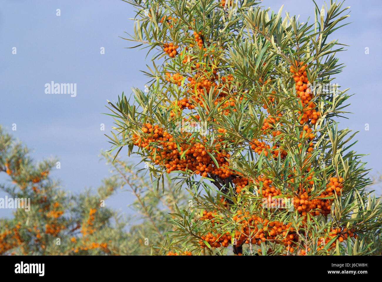orange fruit bush berries berry sallow thorn buckthorns healthy blue ...