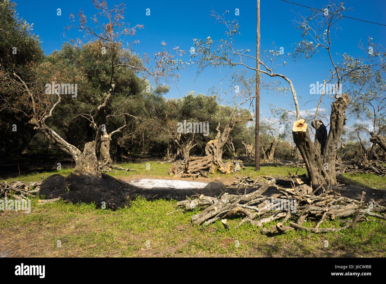 Pruned olive trees hi-res stock photography and images - Alamy