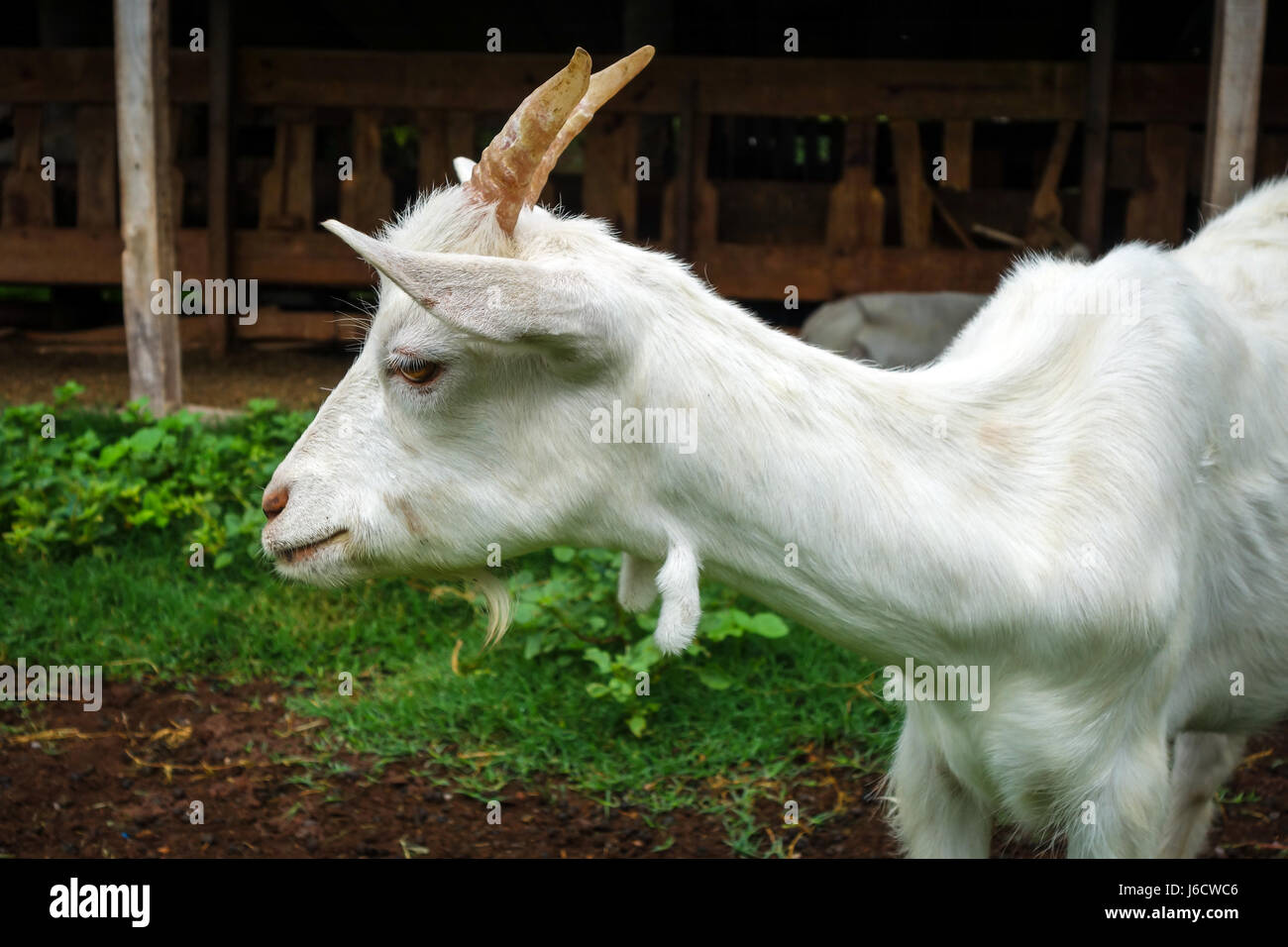 Close up goats sheep grazing hi-res stock photography and images - Alamy