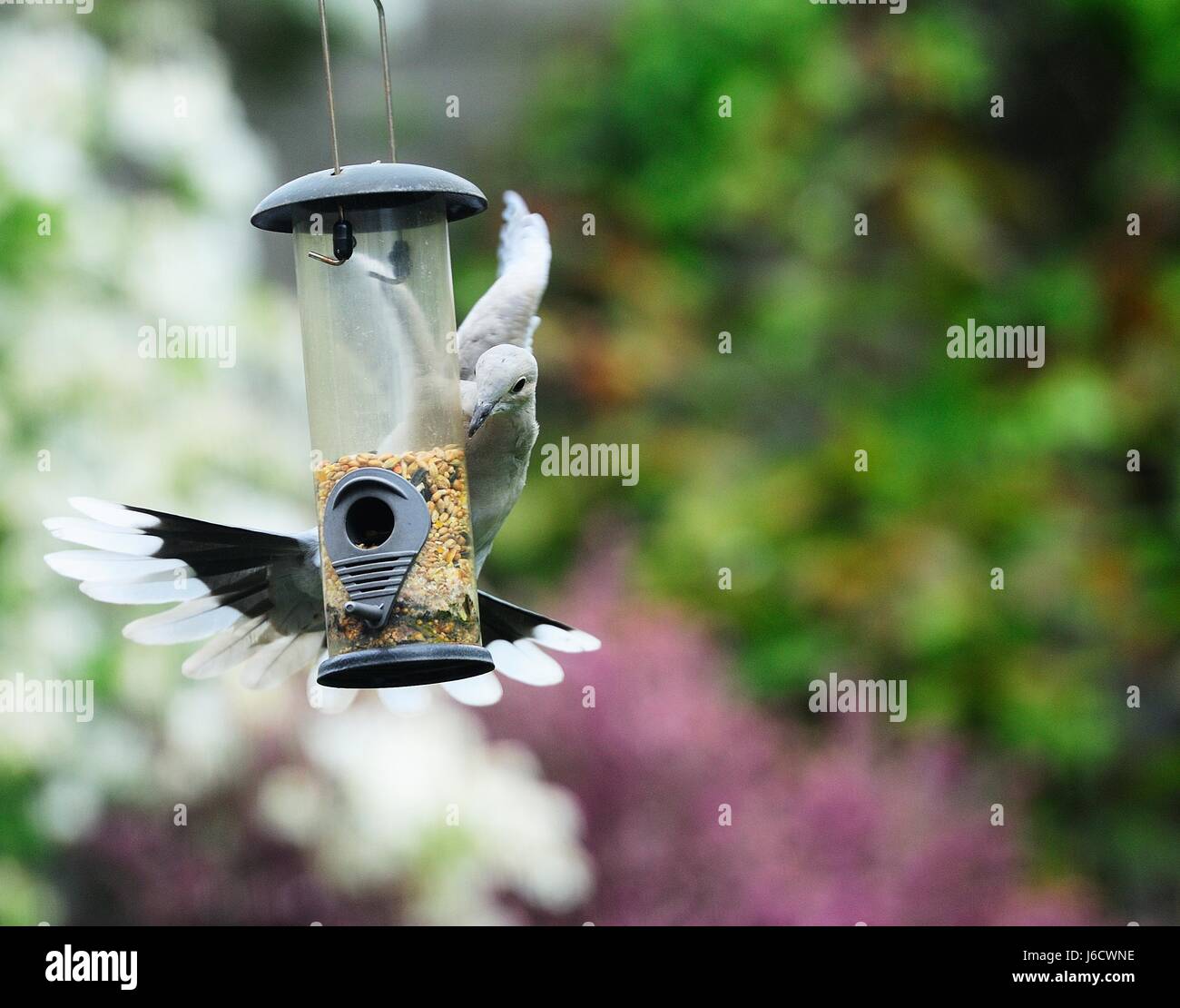 European turtle dove looking for food Stock Photo - Alamy