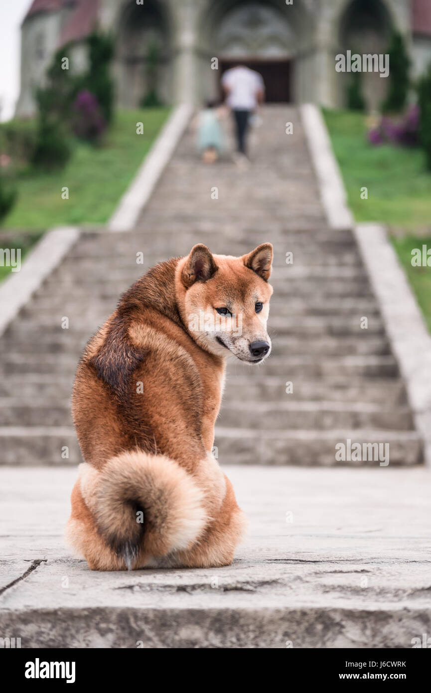 The cute little Shiba Inu Stock Photo - Alamy
