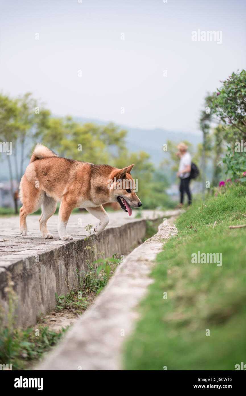 The cute little Shiba Inu Stock Photo - Alamy