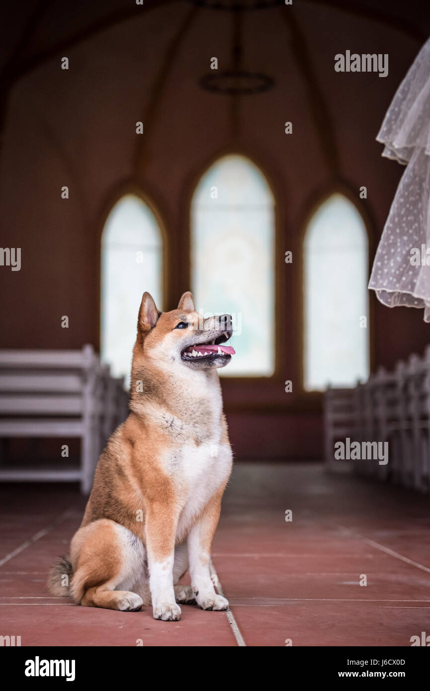 The cute little Shiba Inu Stock Photo - Alamy