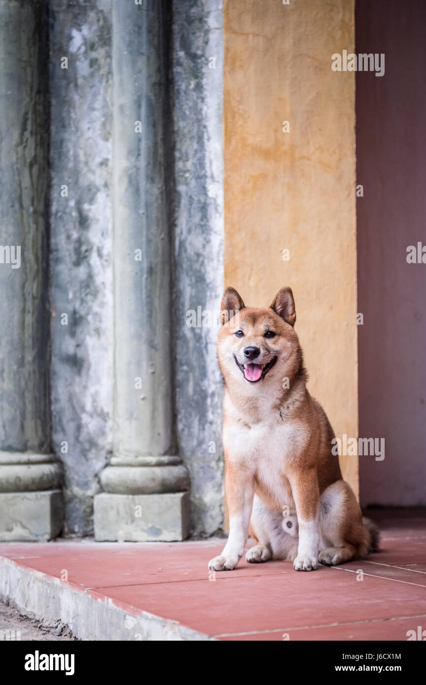 Cute little shiba inu hi-res stock photography and images - Alamy