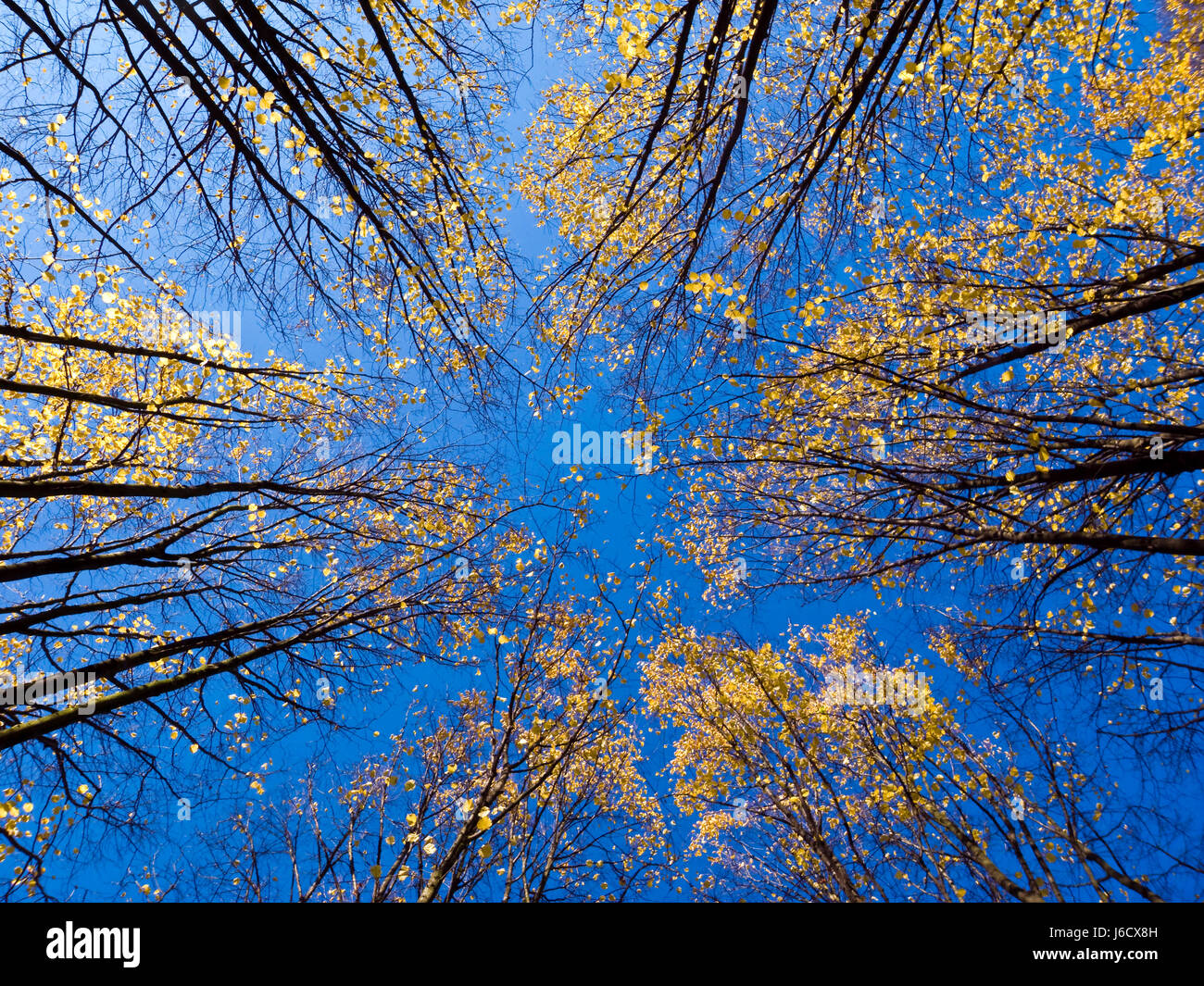 tree trees coloured colourful gorgeous multifarious richly coloured ...
