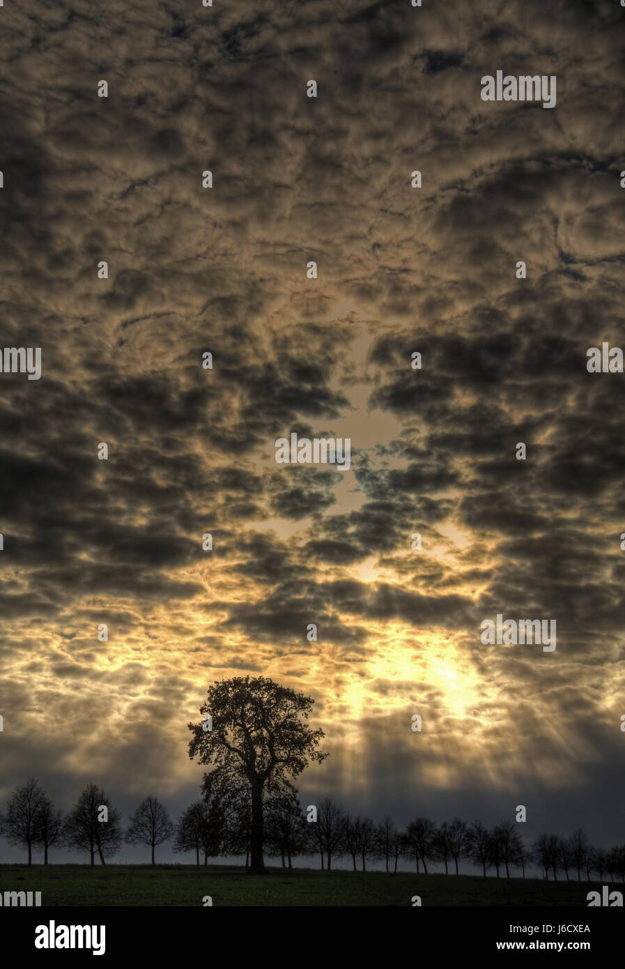 shine shines bright lucent light serene luminous tree trees sunbeams ...