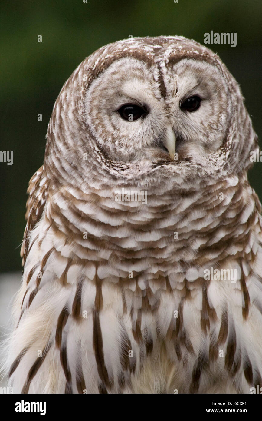 owl close closeup animal bird night nighttime wild hunter face eye ...
