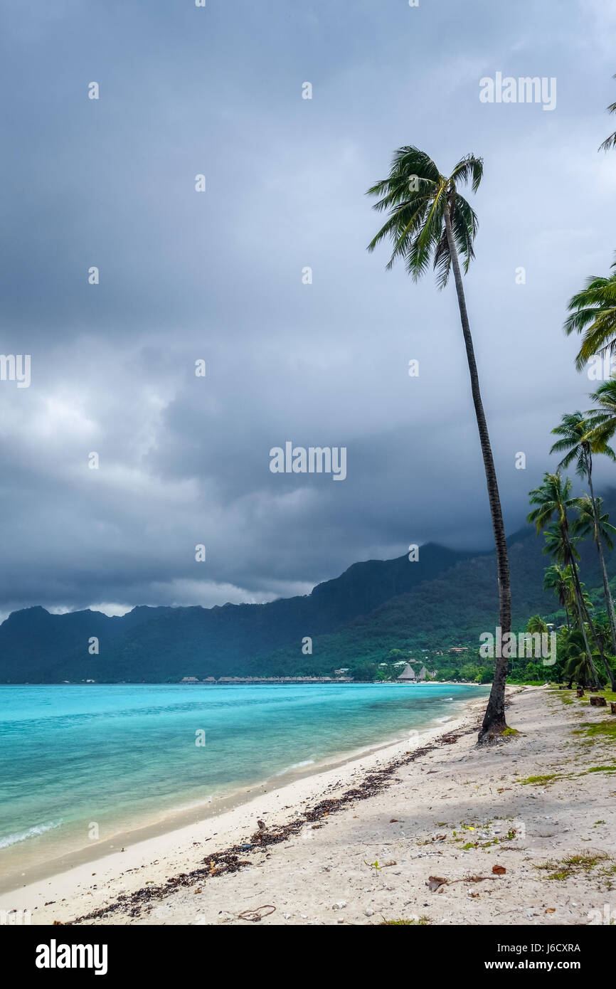 Palm trees reef in moorea hi-res stock photography and images - Alamy