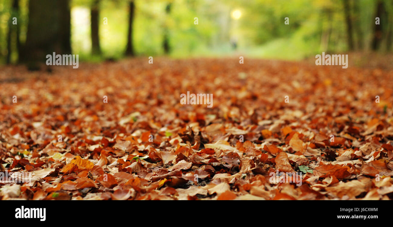 leaves coloured colourful gorgeous multifarious richly coloured path ...