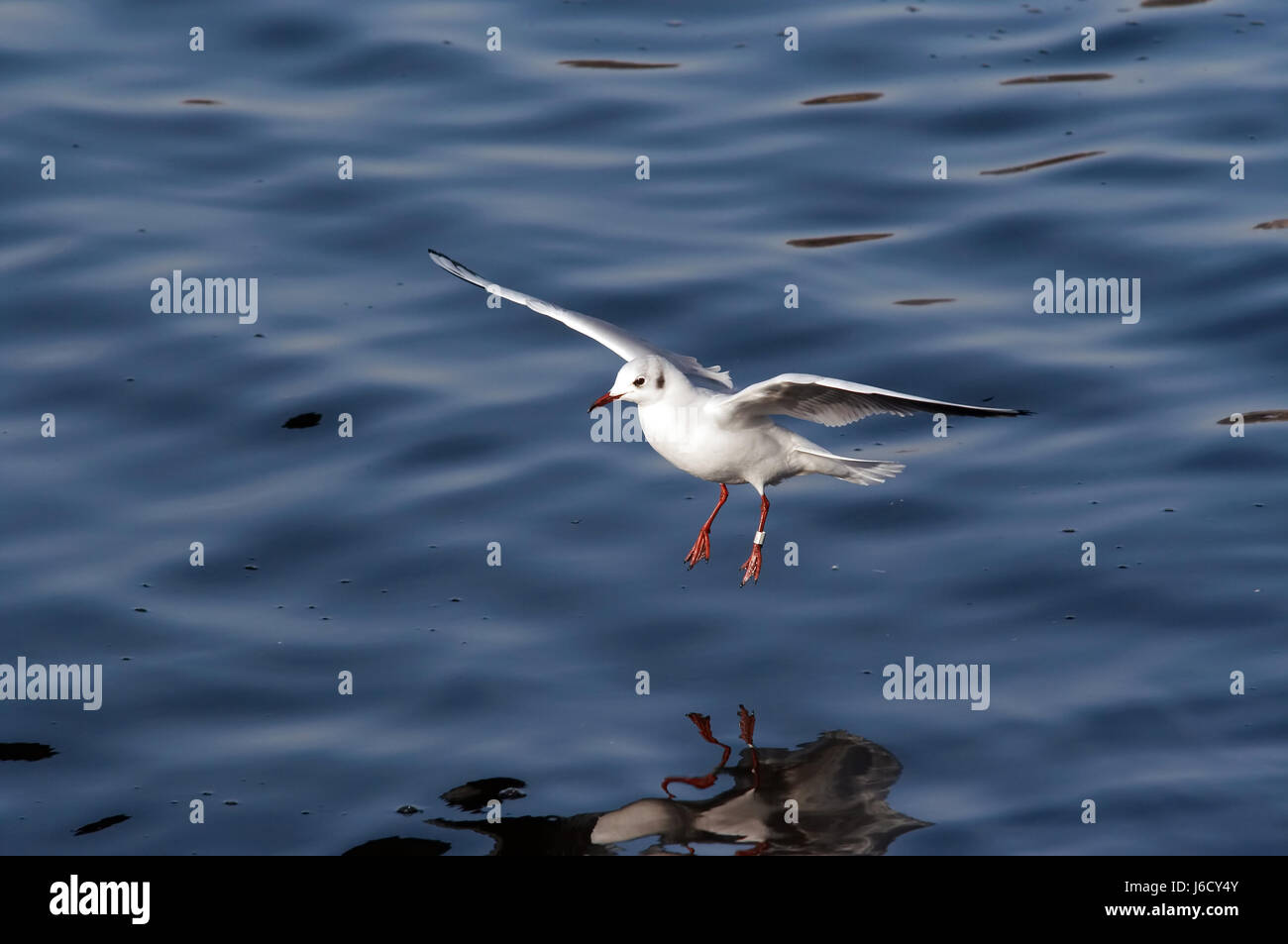 motion postponement moving movement flight bird wings splashdown fly ...