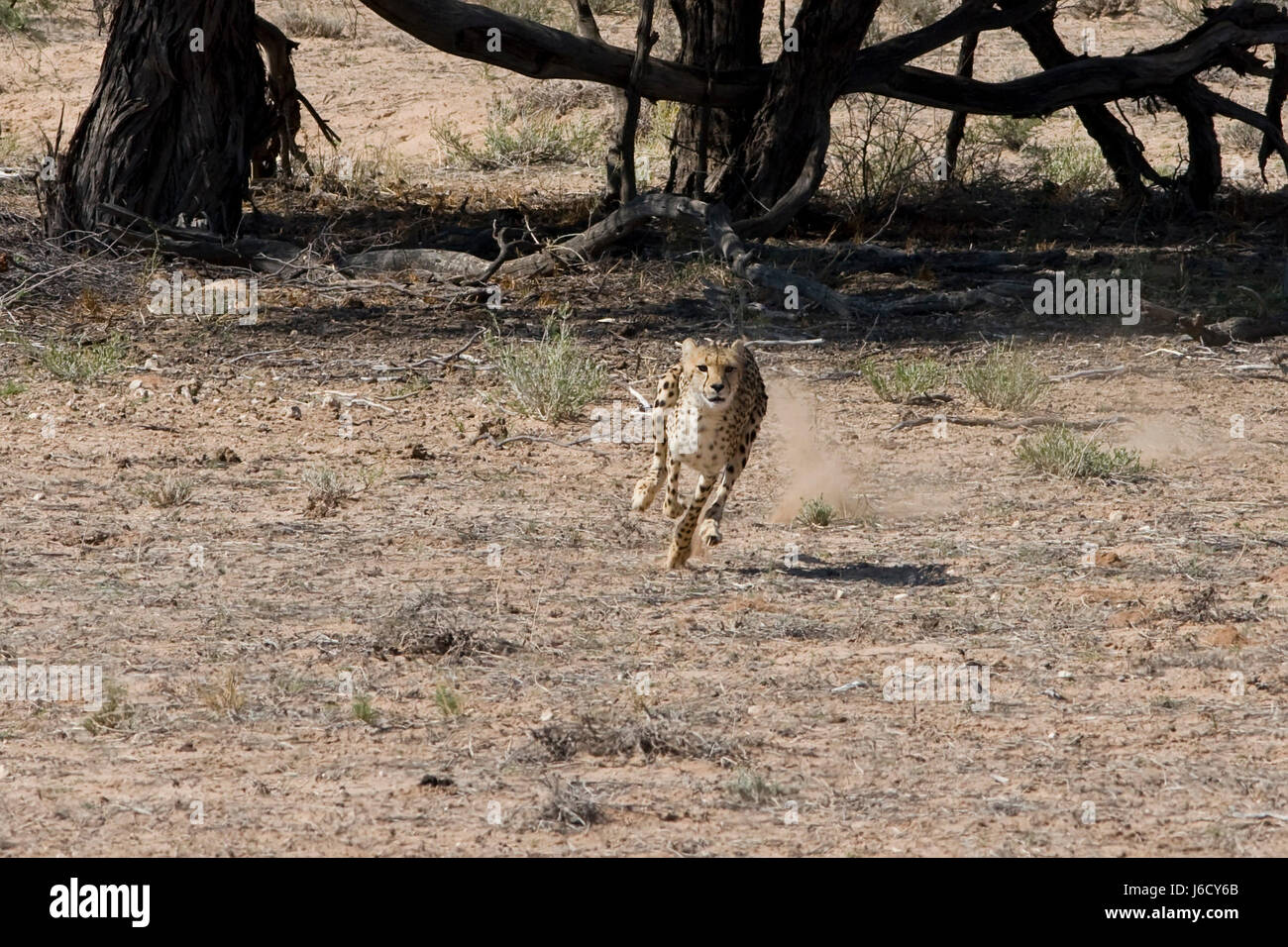 predator cat big cat feline predator cheetah pattern spot pussycat ...