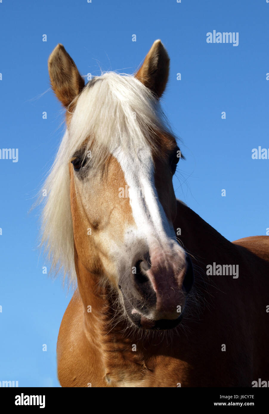 profile portrait horse stallion gelding tuft mane firmament sky ride ...