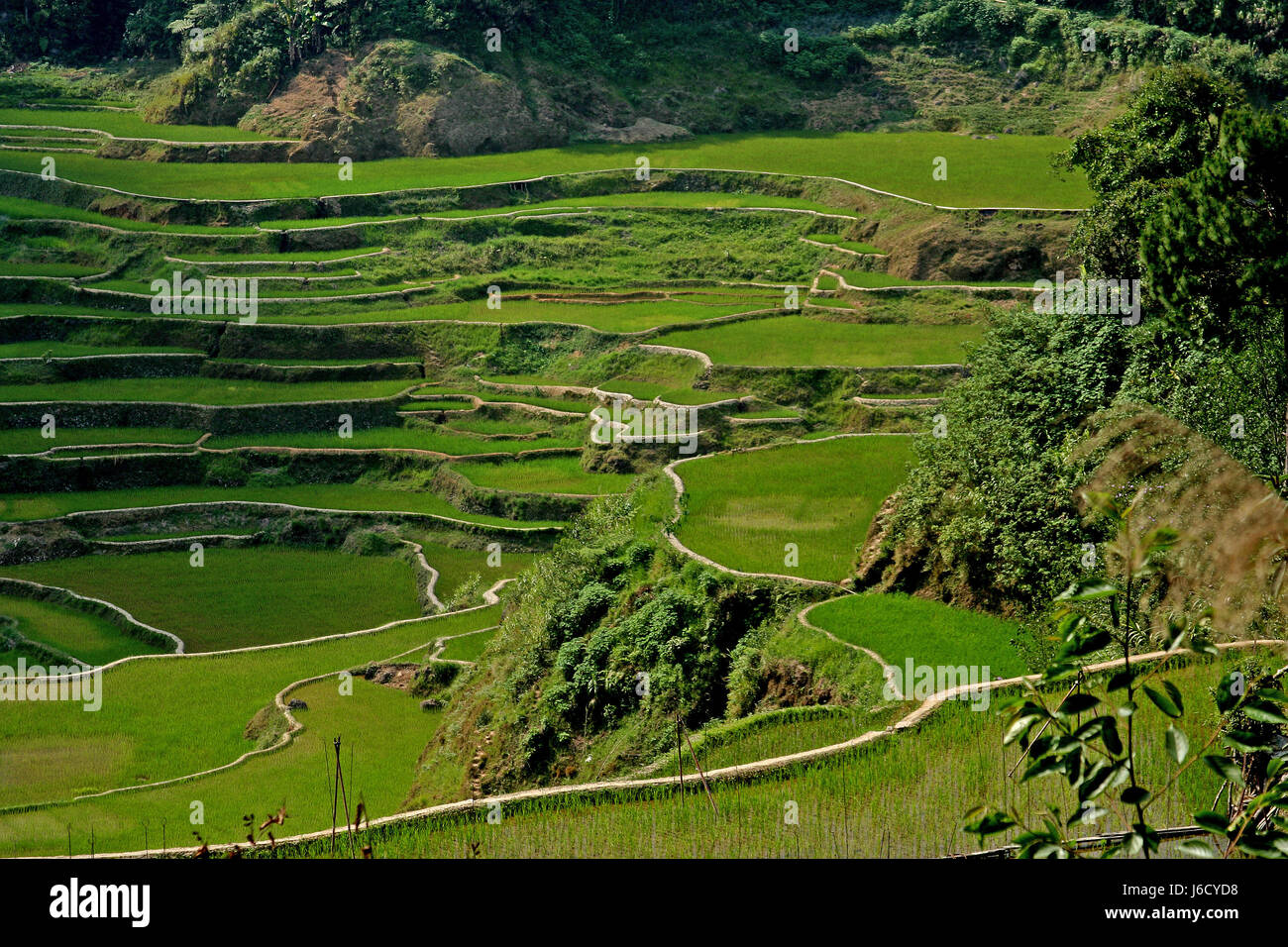 batad rice terraces Stock Photo - Alamy