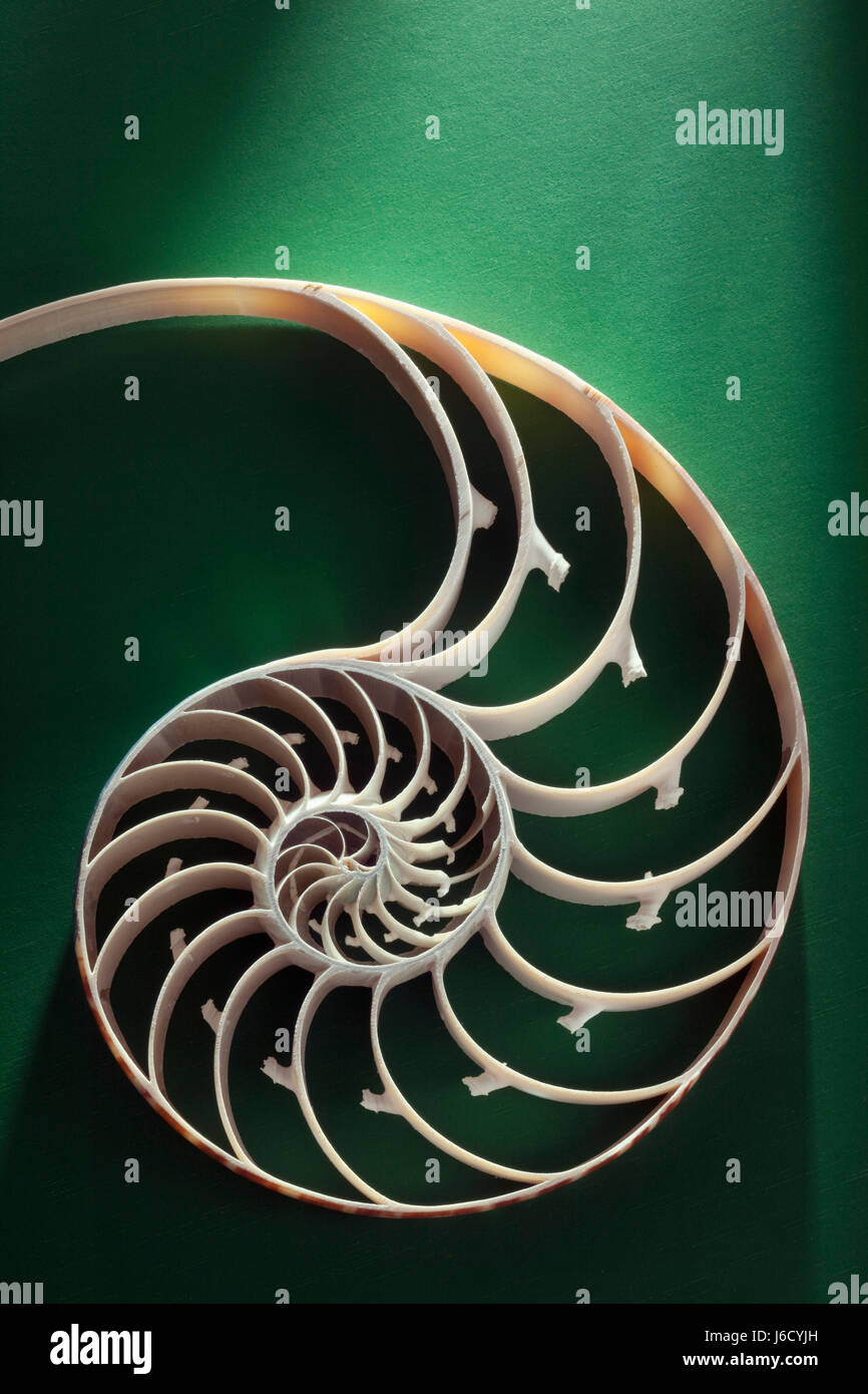 green shell spiral growth change evolution section macro close-up macro ...