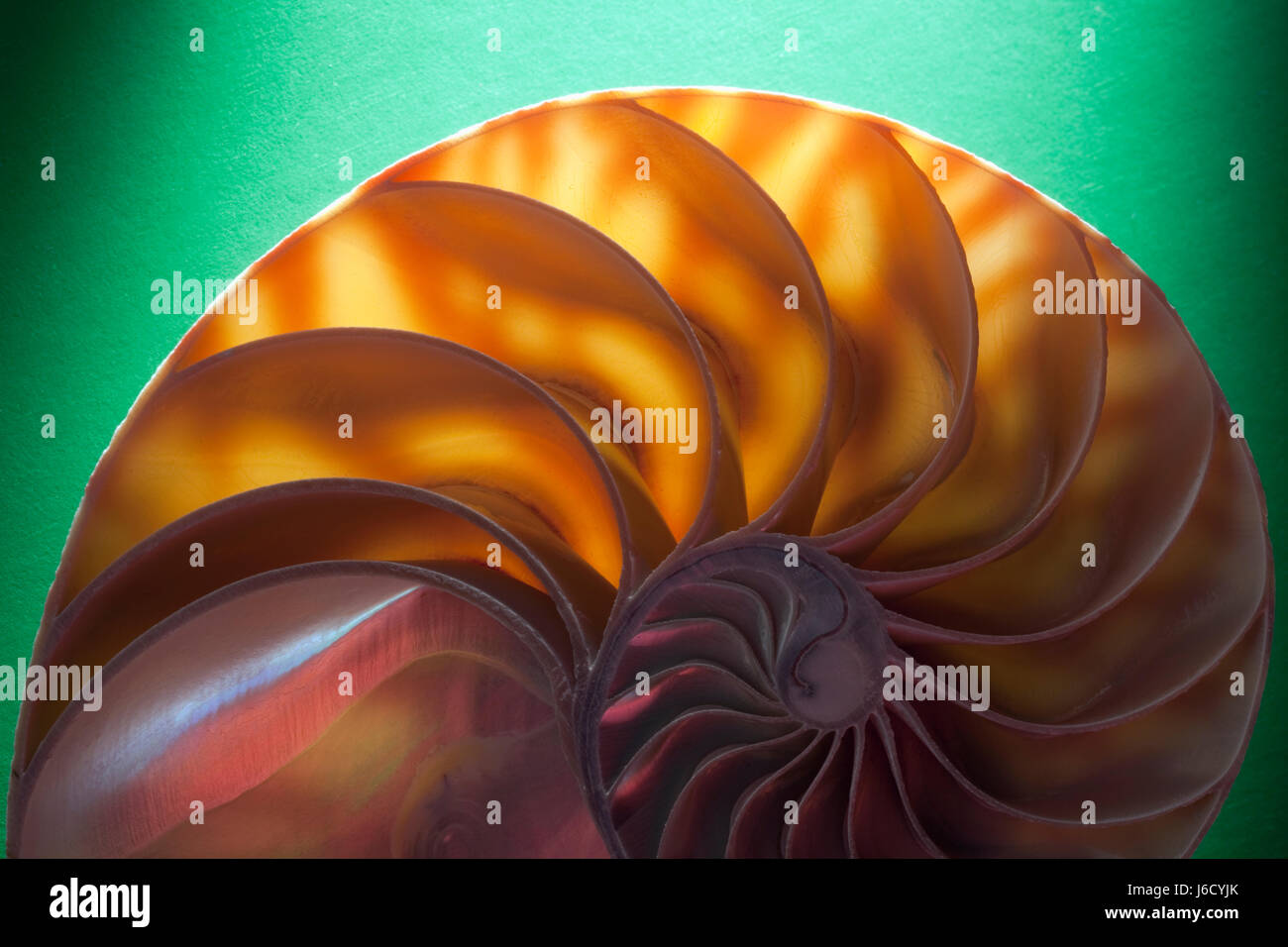 green shell spiral growth change evolution section macro close-up macro ...