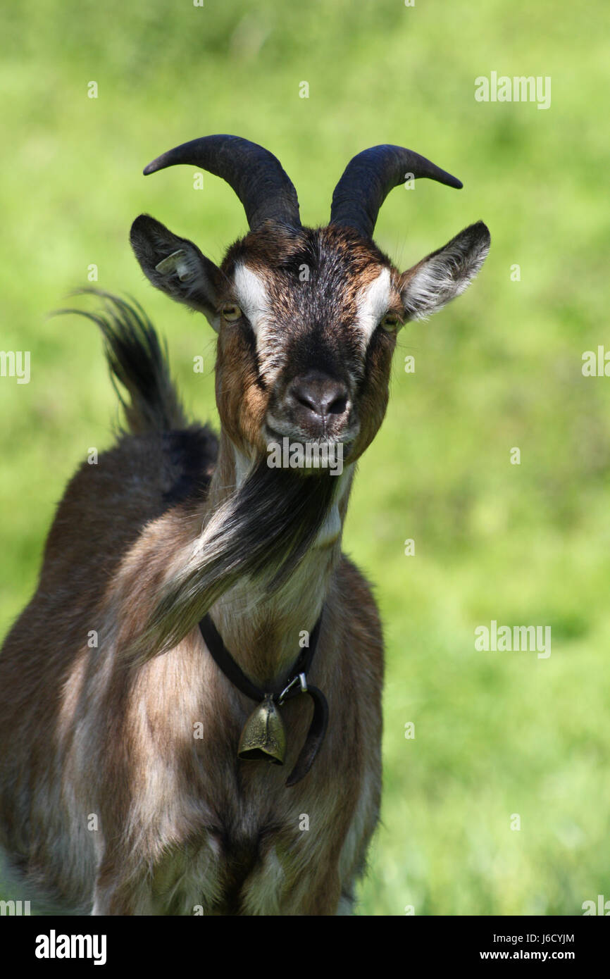 goat leader captain chieftain chief boss manager superior bell farm ...