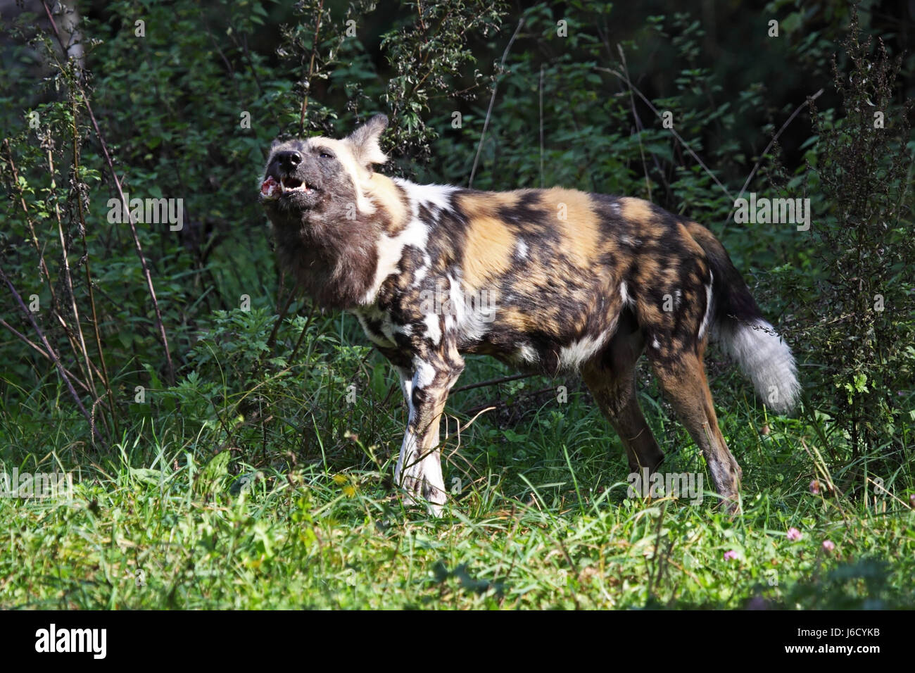African Hunter Dog