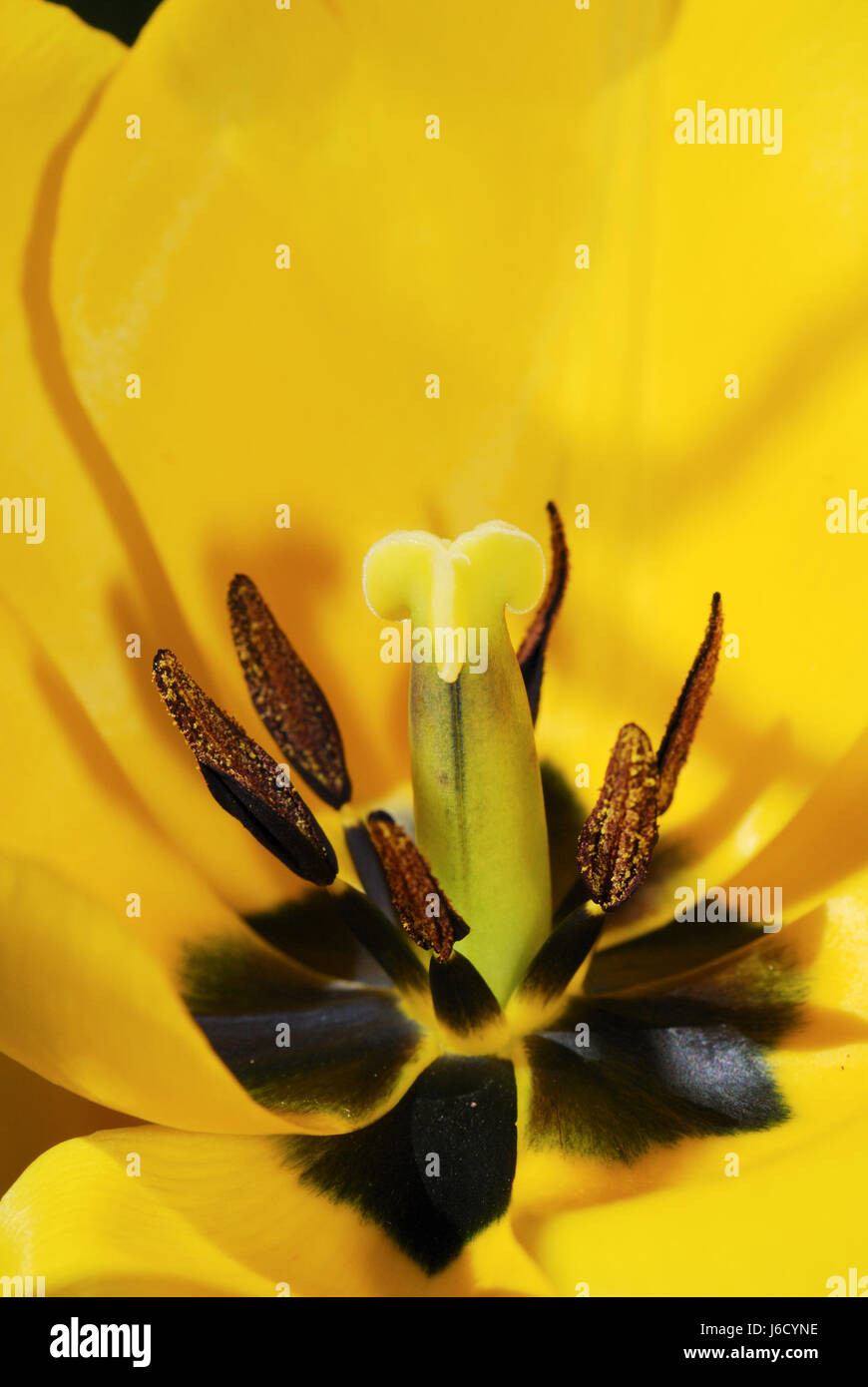 flower plant bloom blossom flourish flourishing spring pollen tulip ...