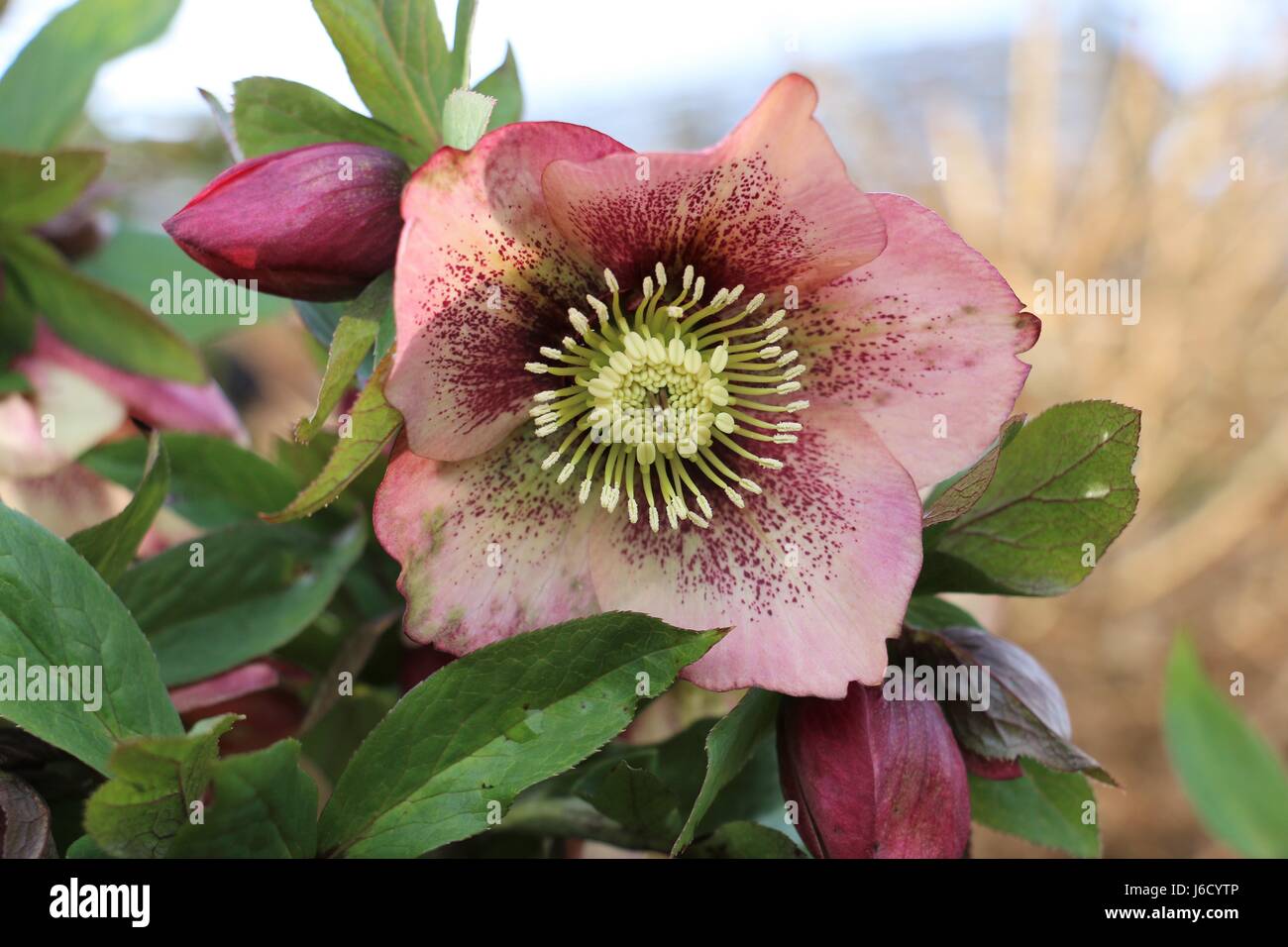 Single red pink Hellebore flower, Lentern Rose, Helleborous, flowering ...