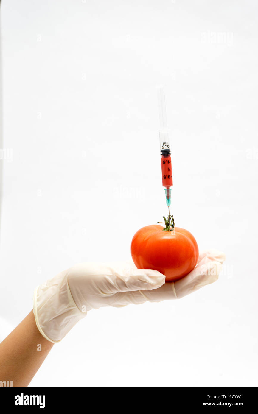 GMO experiment scientist injecting liquid into tomato on white ...