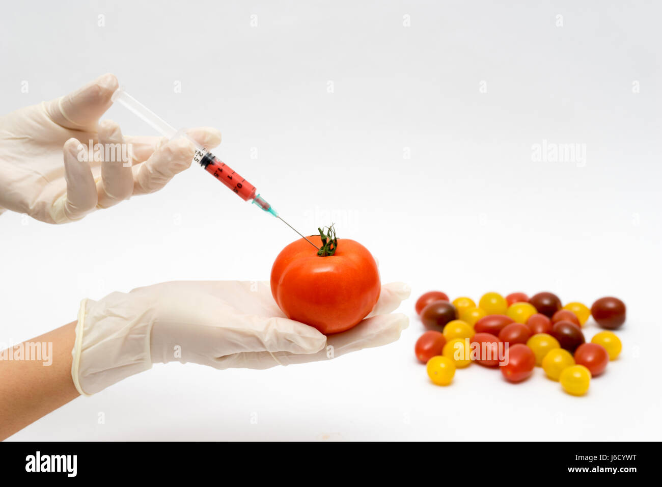 GMO experiment scientist injecting liquid into tomato on white ...