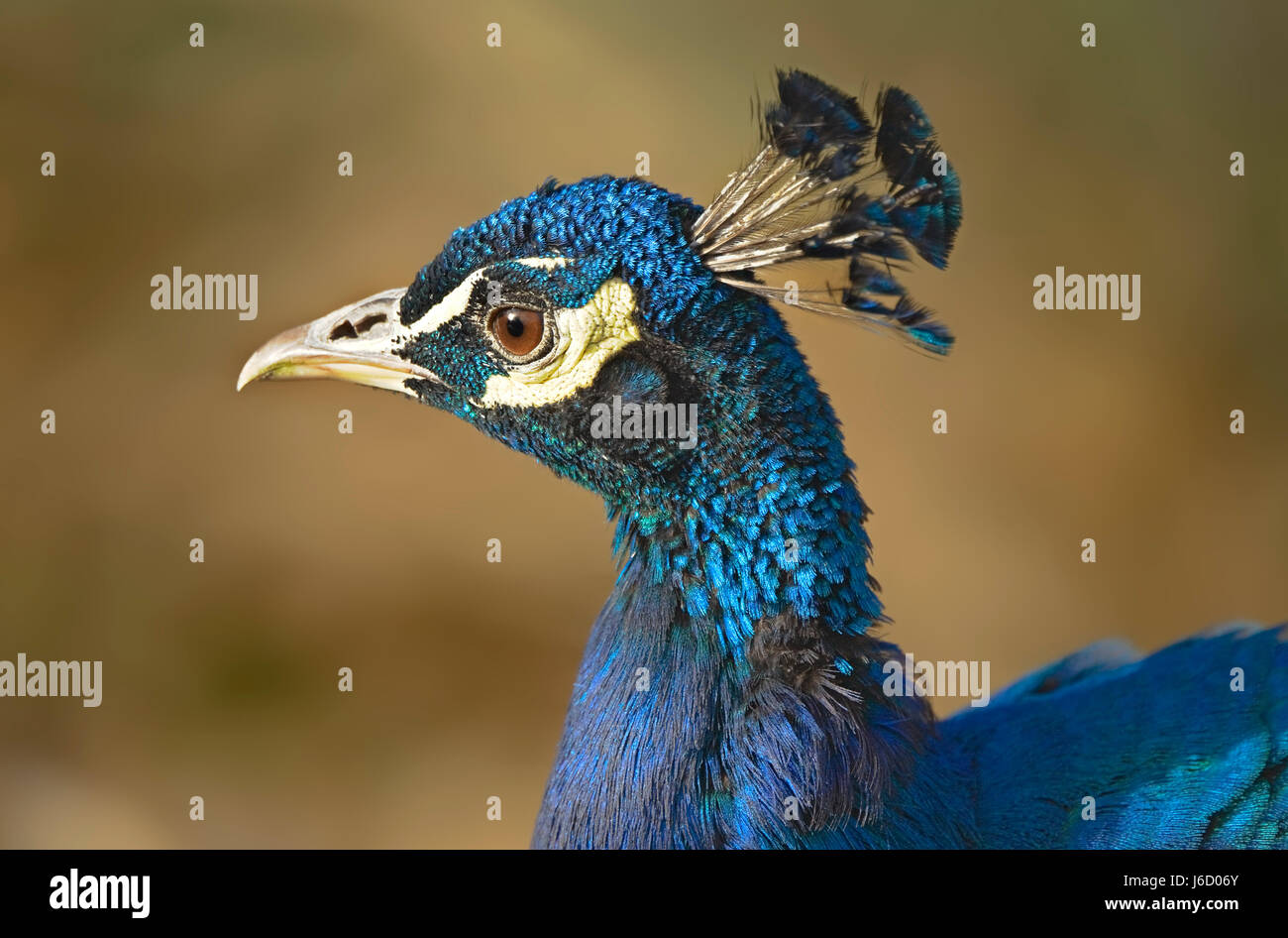 Peacock peacock peacock peacock portrait hi-res stock photography and ...
