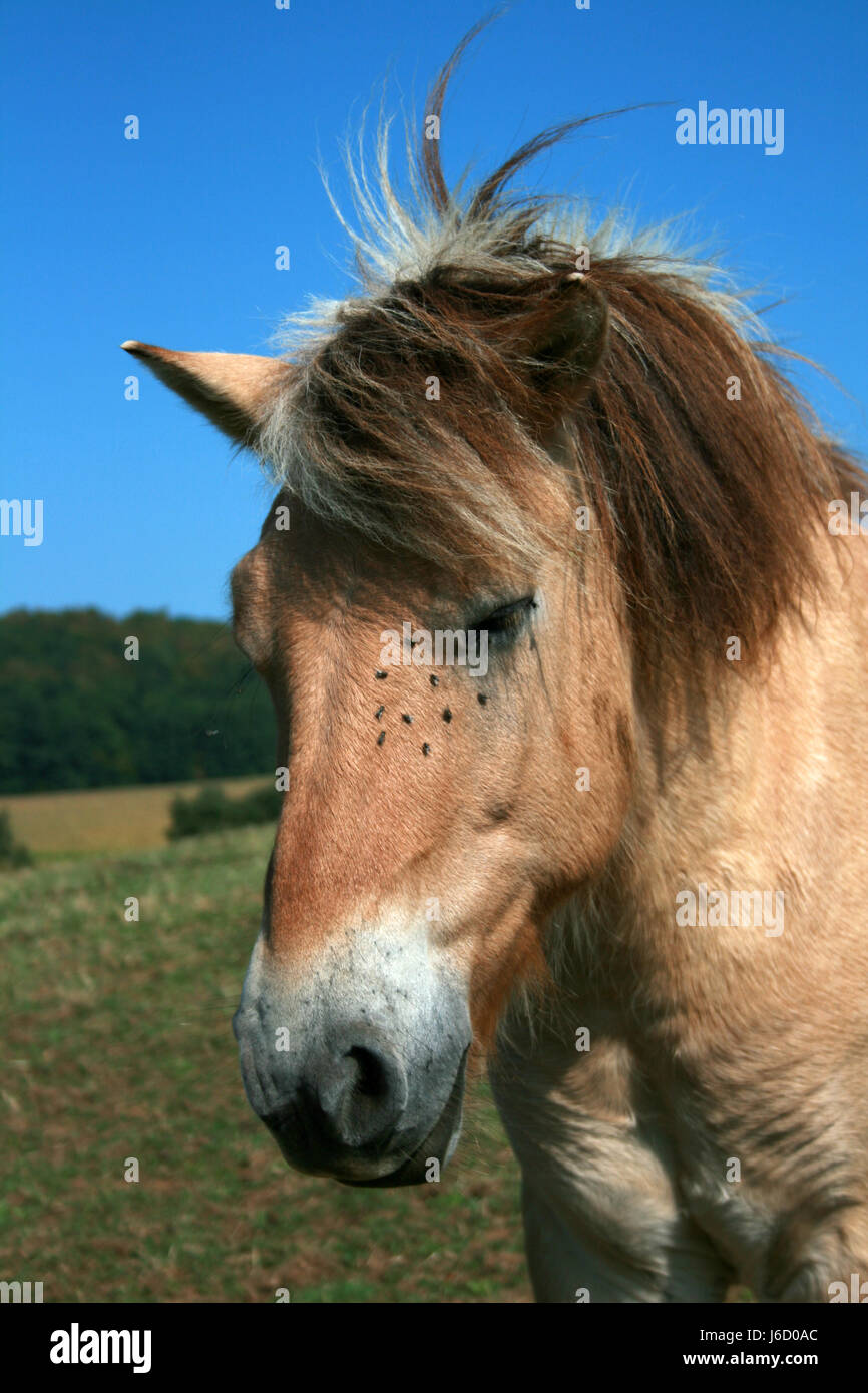 Fliegenmittel hi-res stock photography and images - Alamy